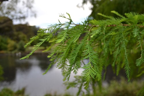 Visit - Centennial Parklands - Trees, shrubs & plants - Centennial ...
