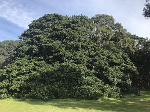 Learn - Centennial Parklands