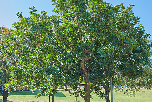 Visit - Centennial Parklands - Trees, shrubs & plants - Centennial ...