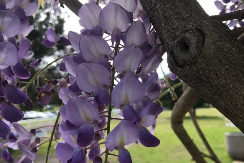 Visit - Centennial Parklands - Trees, shrubs & plants - Centennial ...