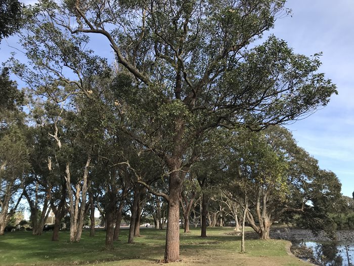 Learn - Centennial Parklands