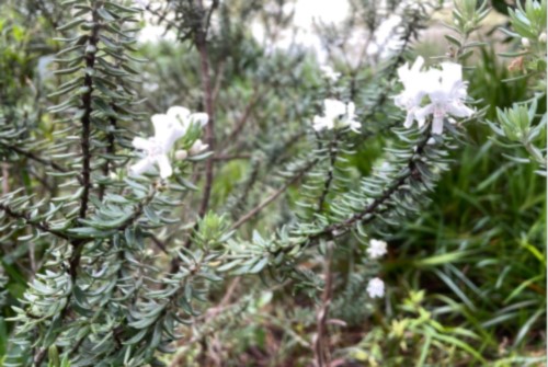 Visit - Centennial Parklands - Plants - Centennial Parklands