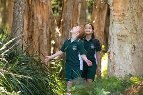 Living Learning - Primary School Resources - Wollemi Pine - Centennial ...