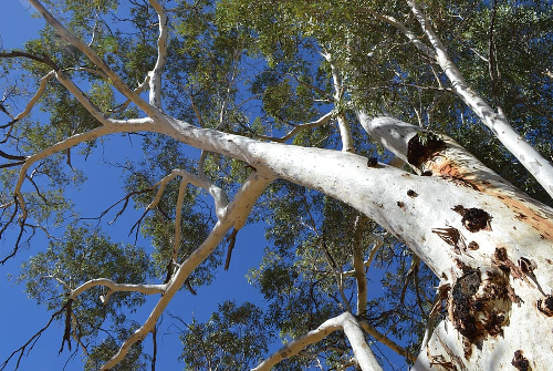 Living Learning - Primary School Resources - More trees? Yes please ...