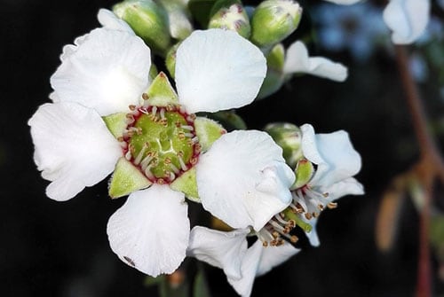 Visit - Centennial Parklands - Coast Tea Tree - Centennial Parklands