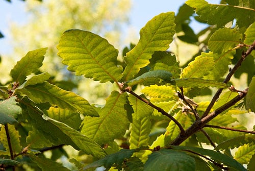 Visit - Centennial Parklands - Trees, shrubs & plants - Centennial ...