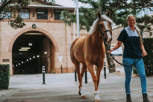 Centennial Parklands projects - Equestrian Centre Electrical Upgrade ...