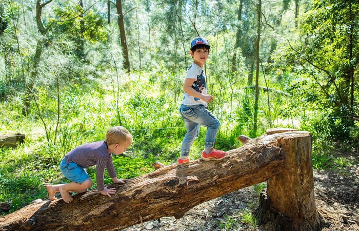 Visit - Centennial Parklands - Trees, shrubs & plants - Weeping Willow ...