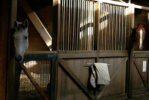 The Centennial Parklands Equestrian Centre - Deluxe stalls - Centennial ...