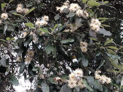 Visit - Centennial Parklands - Trees, shrubs & plants - Centennial ...