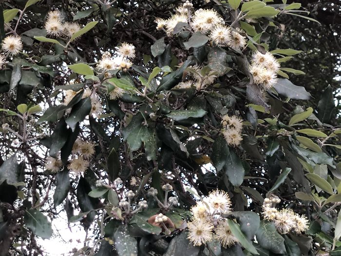 Visit - Centennial Parklands - Trees, shrubs & plants - Centennial ...