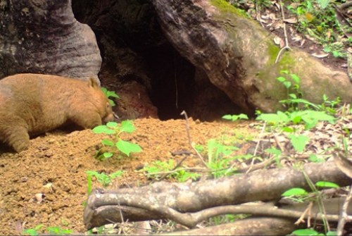 Living Learning - Primary School Resources - What are adaptations ...