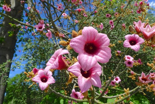 Visit - Our Parks - Centennial Park - Centennial Parklands