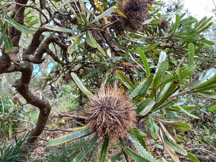 Visit - Centennial Parklands - Trees, shrubs & plants - Centennial ...