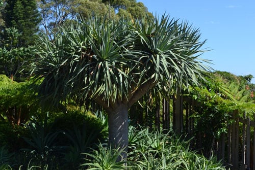 Visit - Centennial Parklands - Trees, shrubs & plants - Centennial ...