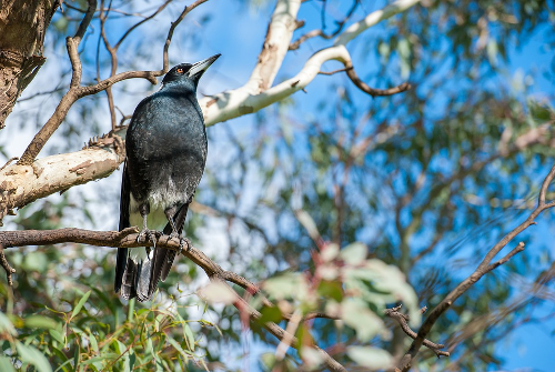 Learn - School programs - Centennial Parklands