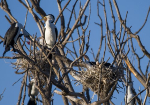 Visit - Centennial Parklands - Birds - Centennial Parklands