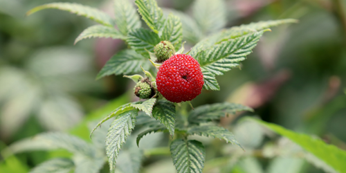 Visit - Centennial Parklands - Trees, shrubs & plants - Centennial ...