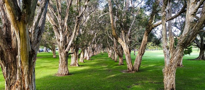 Visit - Our Parks - Centennial Park history - Centennial Parklands