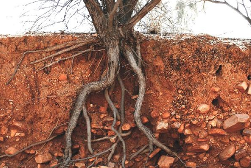 Living Learning - Primary School Resources - plant adaptations ...