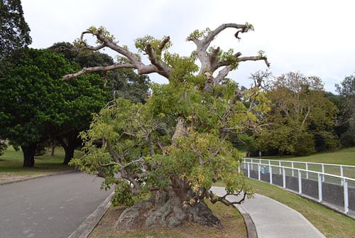 Visit - Centennial Parklands - Trees, shrubs & plants - Centennial ...