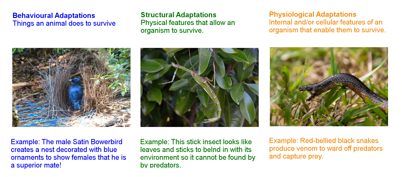 Explain How Different Adaptations Lead To Better Survival 