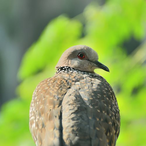 Speckled Dove Eggs