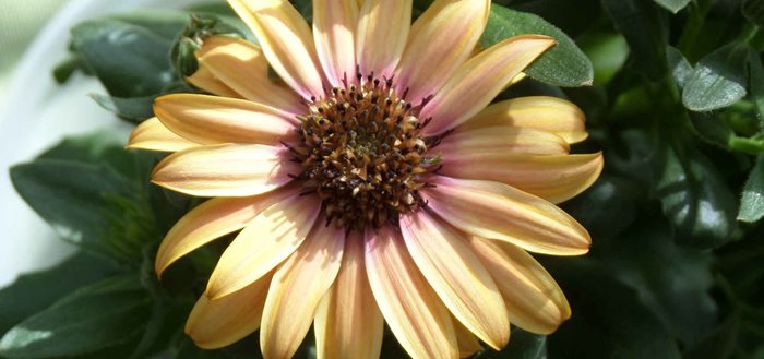 Stories - Blooming beautiful natives for pots - Centennial Parklands