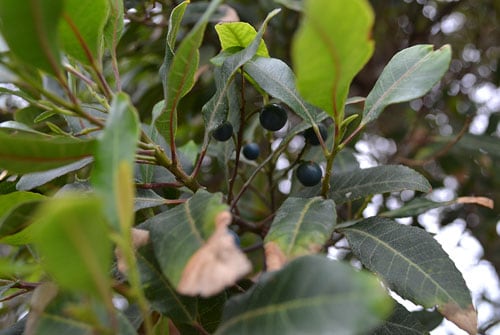 Visit - Centennial Parklands - Trees, shrubs & plants - Centennial ...