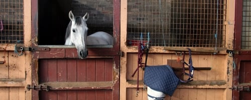 Stories - Equestrian Code of Practice - Centennial Parklands