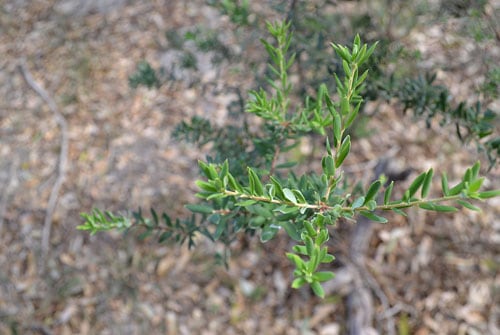 Visit - Centennial Parklands - Trees, shrubs & plants - Centennial ...