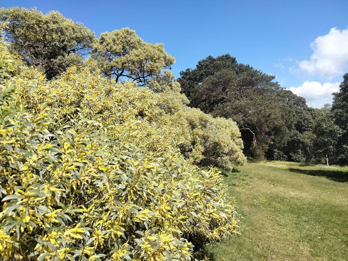 Visit - Centennial Parklands - Trees, shrubs & plants - Centennial ...