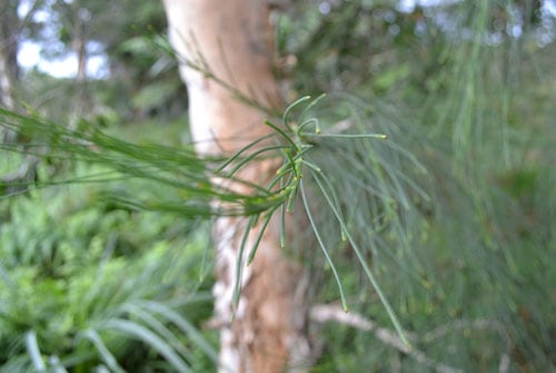 Visit - Centennial Parklands - Native Broom - Centennial Parklands