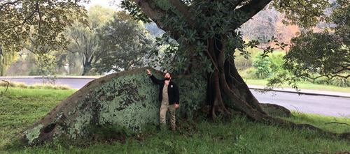 Stories - Significant trees - Centennial Parklands