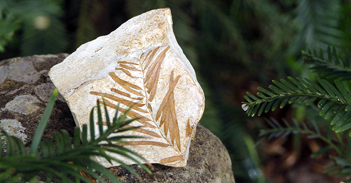 Stories - Wollemi Pine - Centennial Parklands