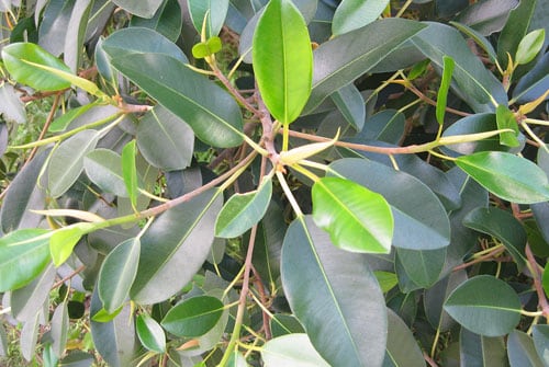 Visit - Centennial Parklands - Trees, shrubs & plants - Centennial ...