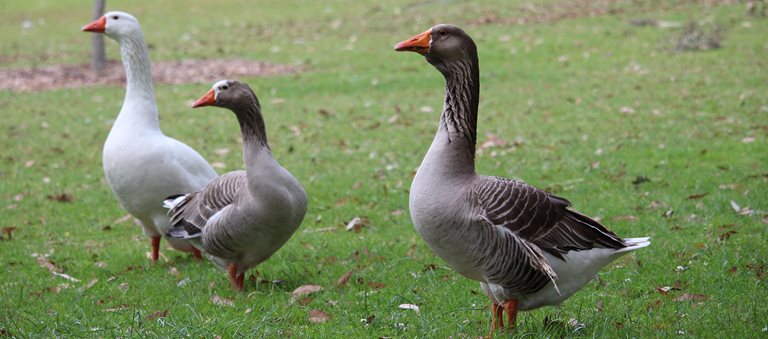 Learn - Centennial Parklands