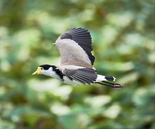 Visit - Centennial Parklands - Masked Lapwing - Centennial Parklands