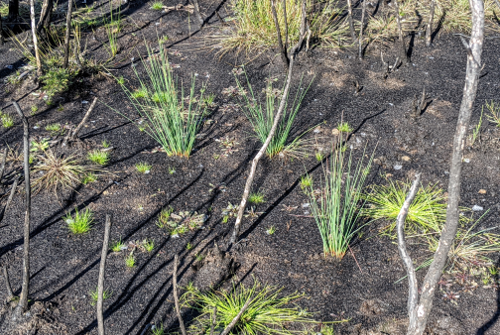 Living Learning - Primary School Resources - plant adaptations ...