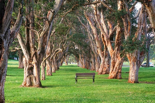 Visit - Our Parks - Centennial Park - Centennial Parklands