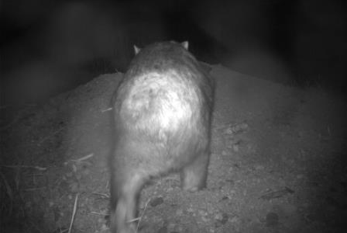 Living Learning - Primary School Resources - What are adaptations ...