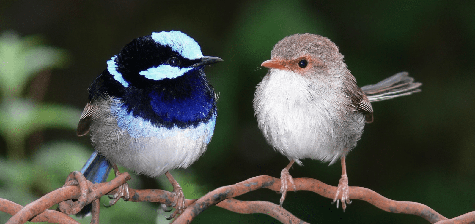 Stories - Behold! The Superb Fairy-wren - Centennial Parklands