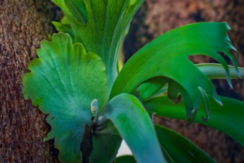 Living Learning - Primary School Resources - What are adaptations ...