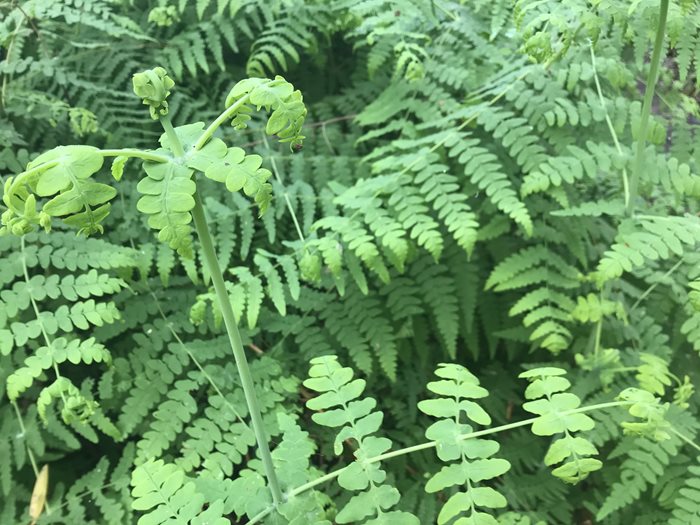 Learn - Centennial Parklands