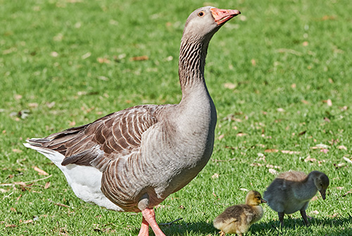 Visit Centennial Parklands Birds Centennial Parklands