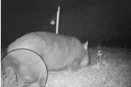 Living Learning - Primary School Resources - What are adaptations ...