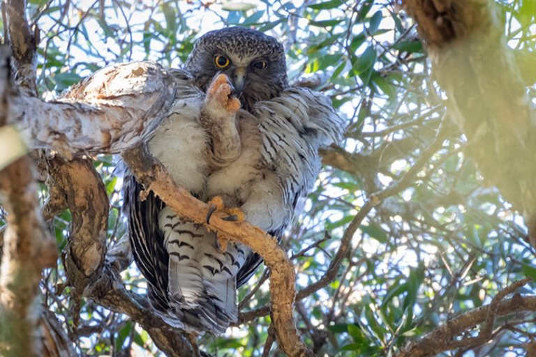 Stories - Centennial Parklands