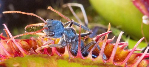 Plants with Bite - Centennial Parklands