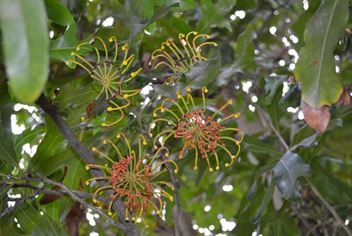 Visit - Centennial Parklands - Trees, shrubs & plants - Centennial ...